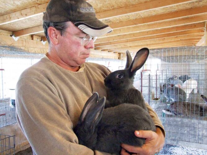 Meat Rabbits 101 – Mother Earth News